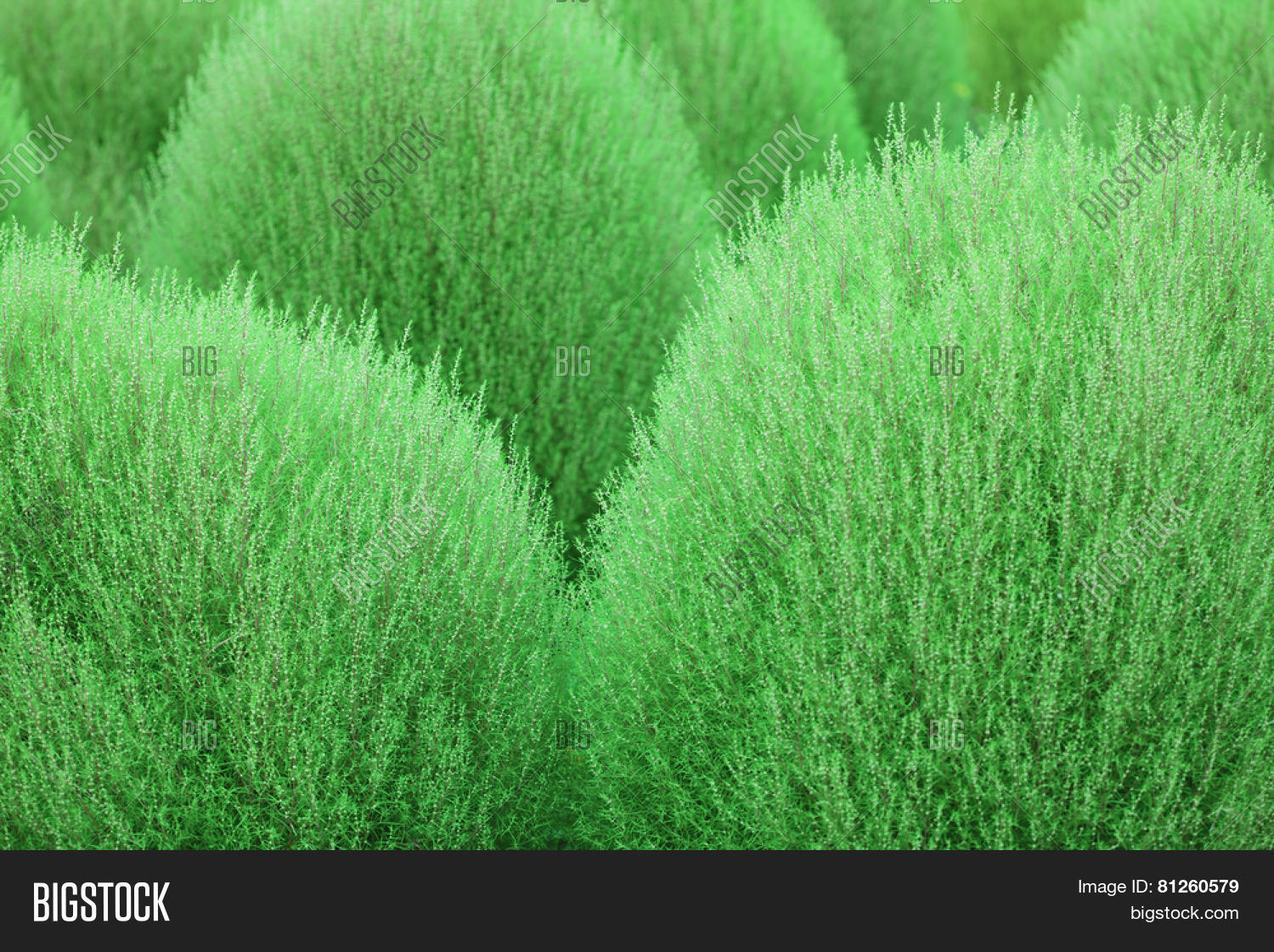 Kochia, (Kochia Image & Photo (Free Trial) | Bigstock