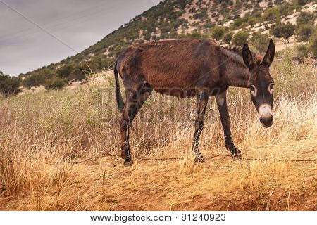 Brown Donkey Image & Photo (Free Trial) | Bigstock