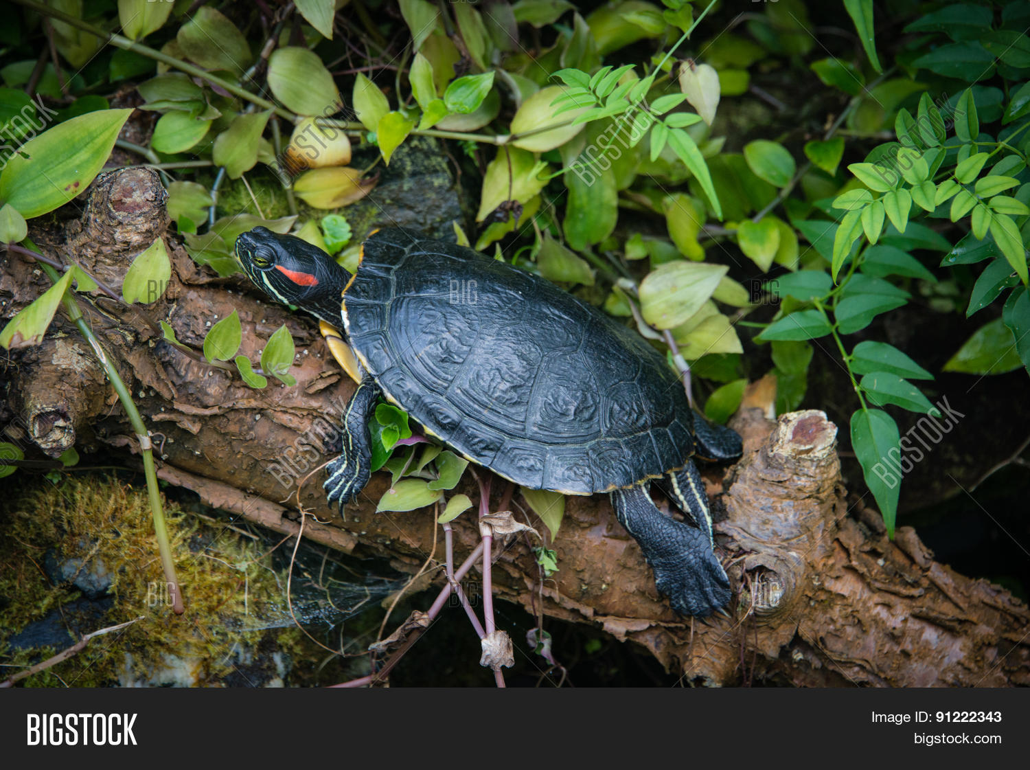 Red Eared Terrapin Image & Photo (Free Trial) | Bigstock