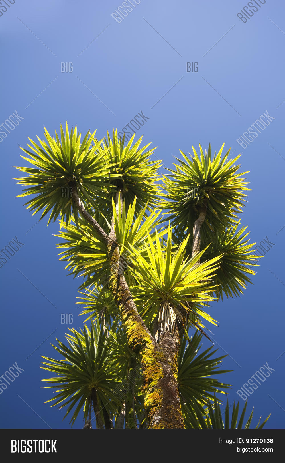 Cabbage Tree One Most Image & Photo (Free Trial) | Bigstock