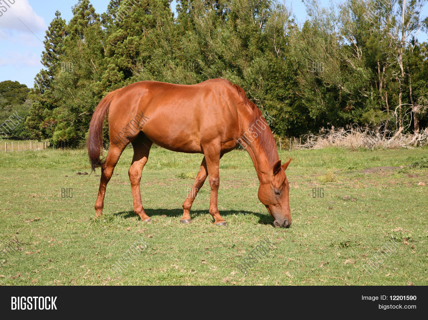 Horse Grazing Paddock Image & Photo (Free Trial) | Bigstock