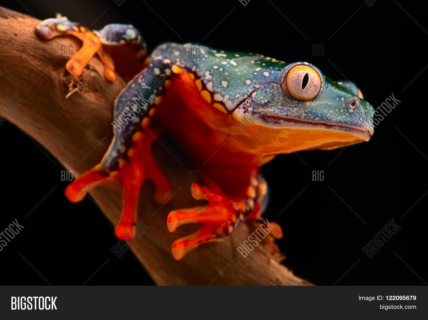 Tropical Tree Frog, Image & Photo (Free Trial) | Bigstock