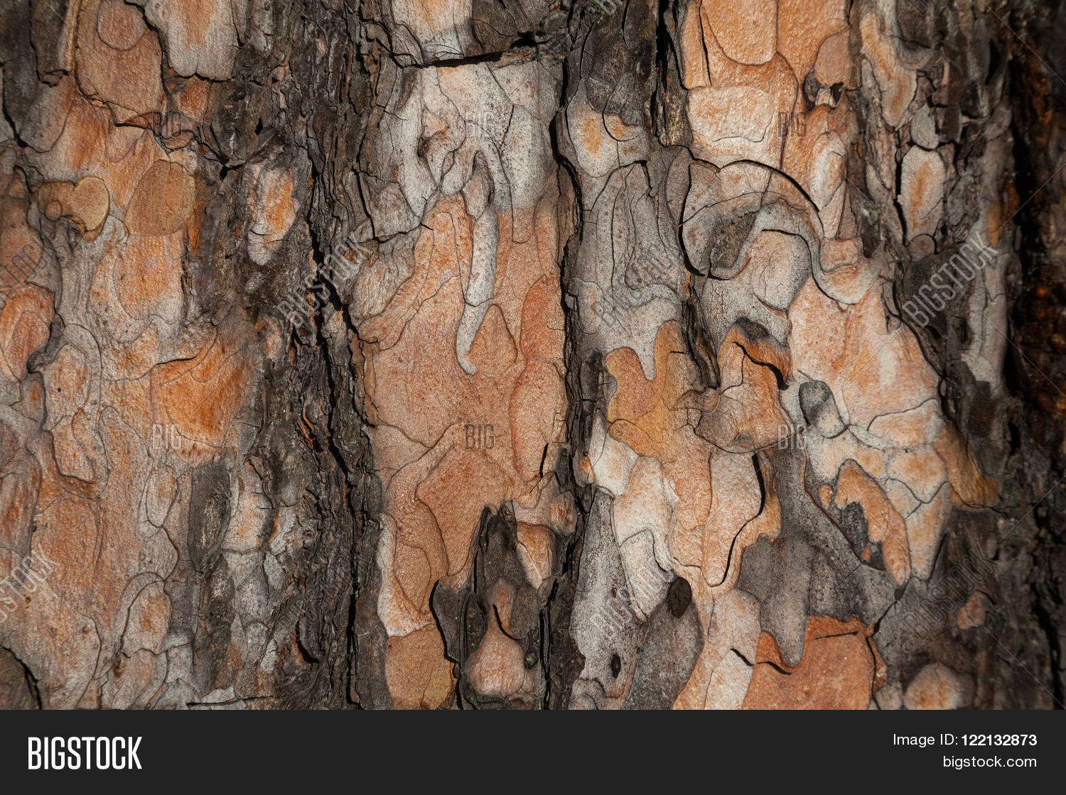 Dark Fir Bark Texture Image & Photo (Free Trial) | Bigstock