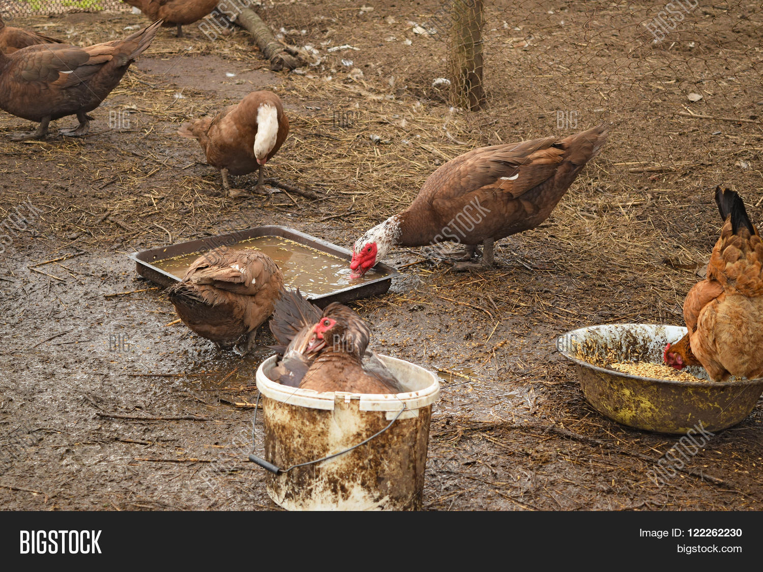 Musky Duck. Image & Photo (Free Trial) | Bigstock