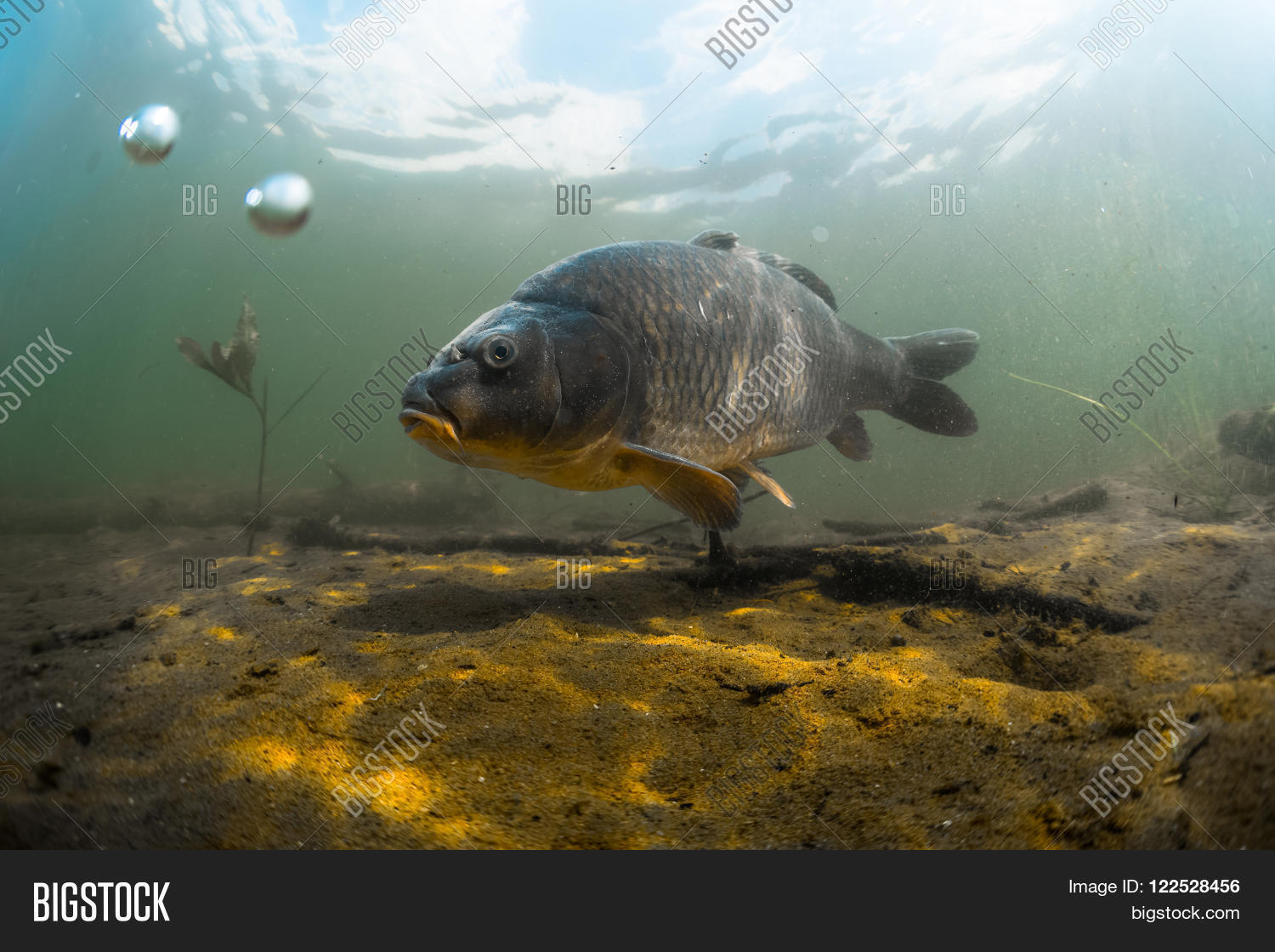 Underwater Shot Fish ( Image & Photo (Free Trial) | Bigstock