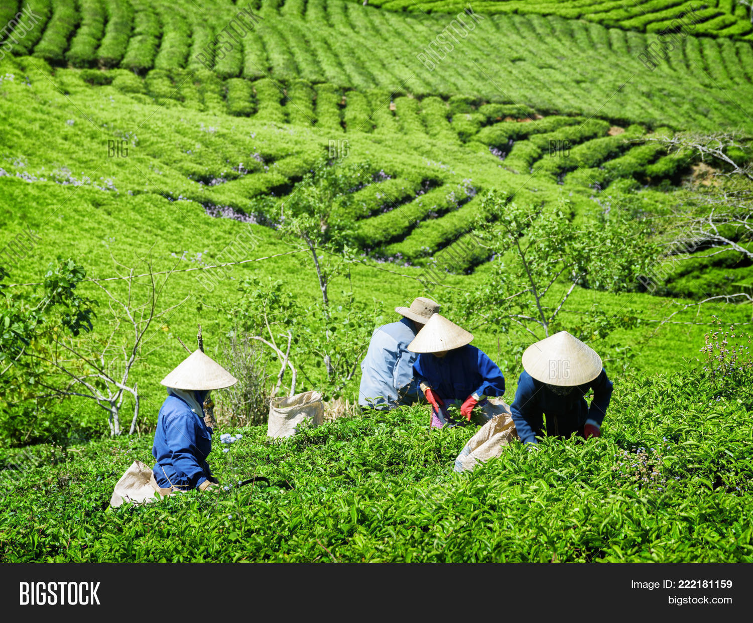 Tea Pickers Collecting Image & Photo (Free Trial) | Bigstock
