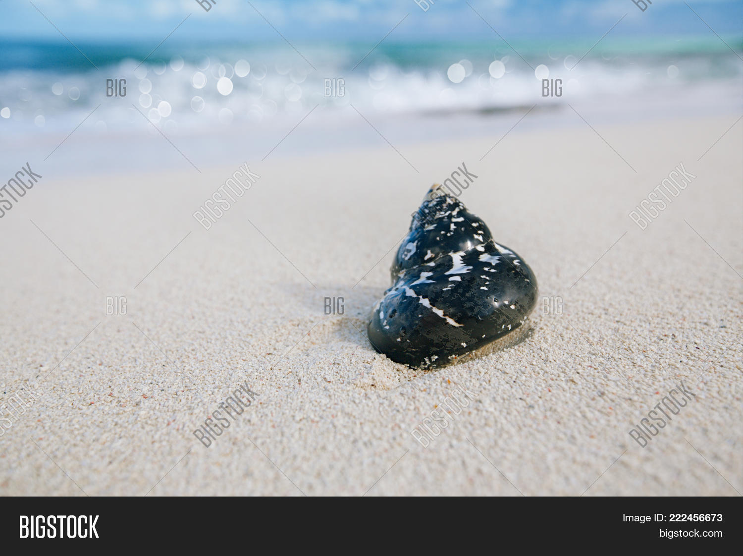 Caribbean Black Shells Image & Photo (Free Trial) | Bigstock