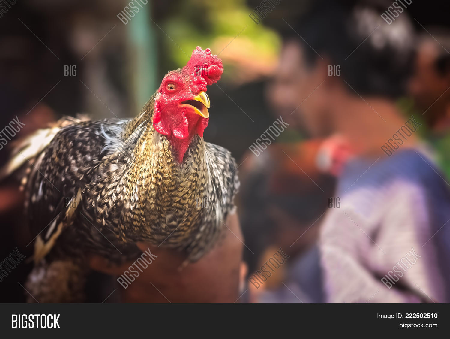 Rooster Held Hand By Image & Photo (Free Trial) | Bigstock