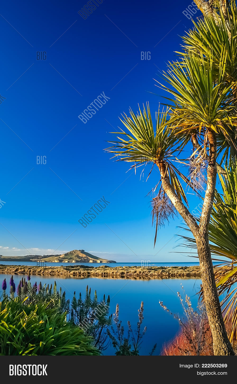Cabbage Tree Growing Image & Photo (Free Trial) | Bigstock