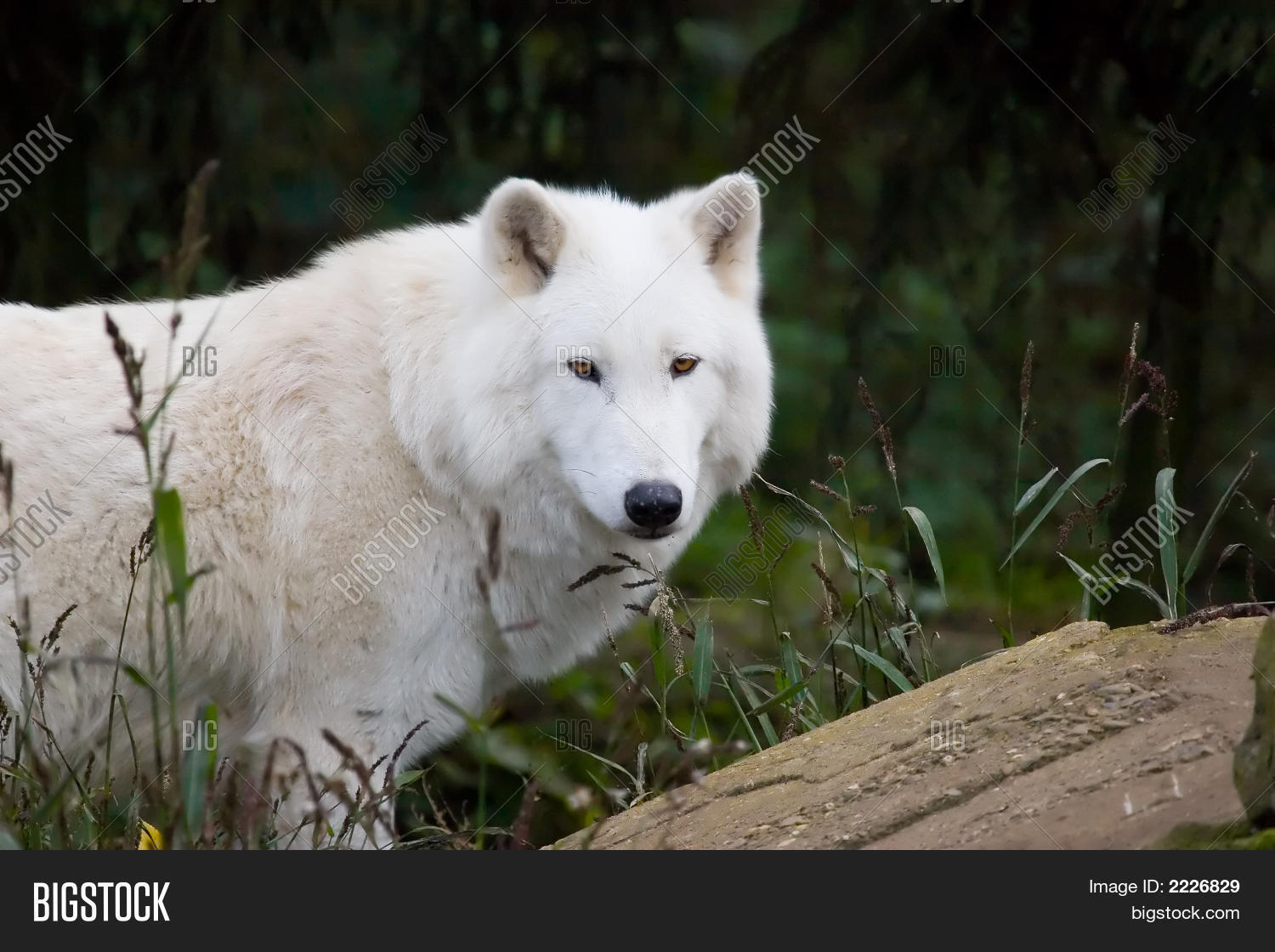 White Wolf Image & Photo (Free Trial) | Bigstock