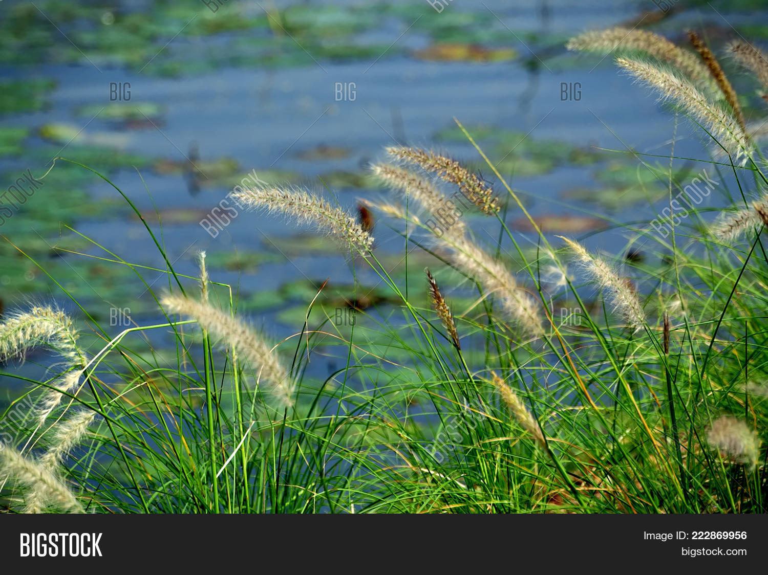 Nature Scenery Field Image & Photo (Free Trial) | Bigstock