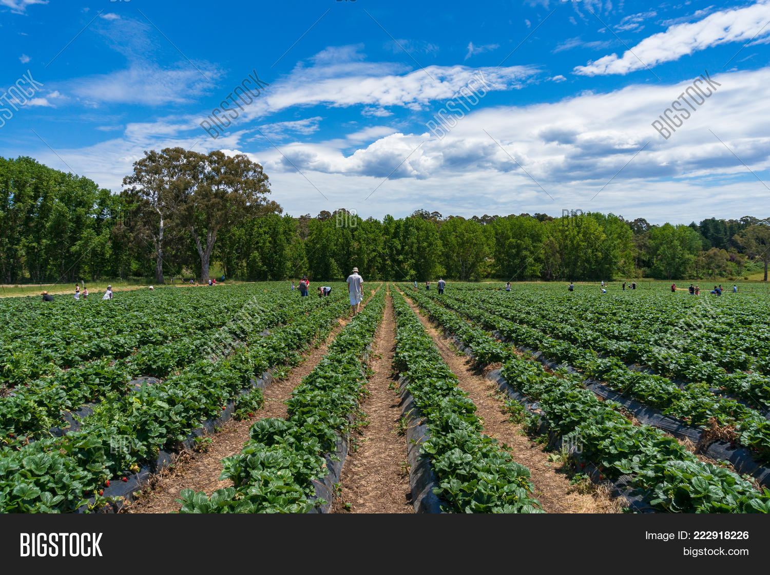 Strawberry Patch, Image & Photo (Free Trial) | Bigstock