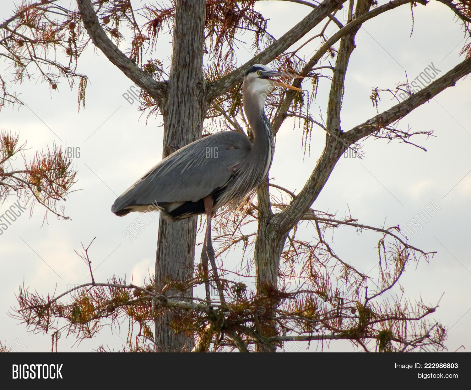 Blue Heron On Tree Image & Photo (Free Trial) | Bigstock