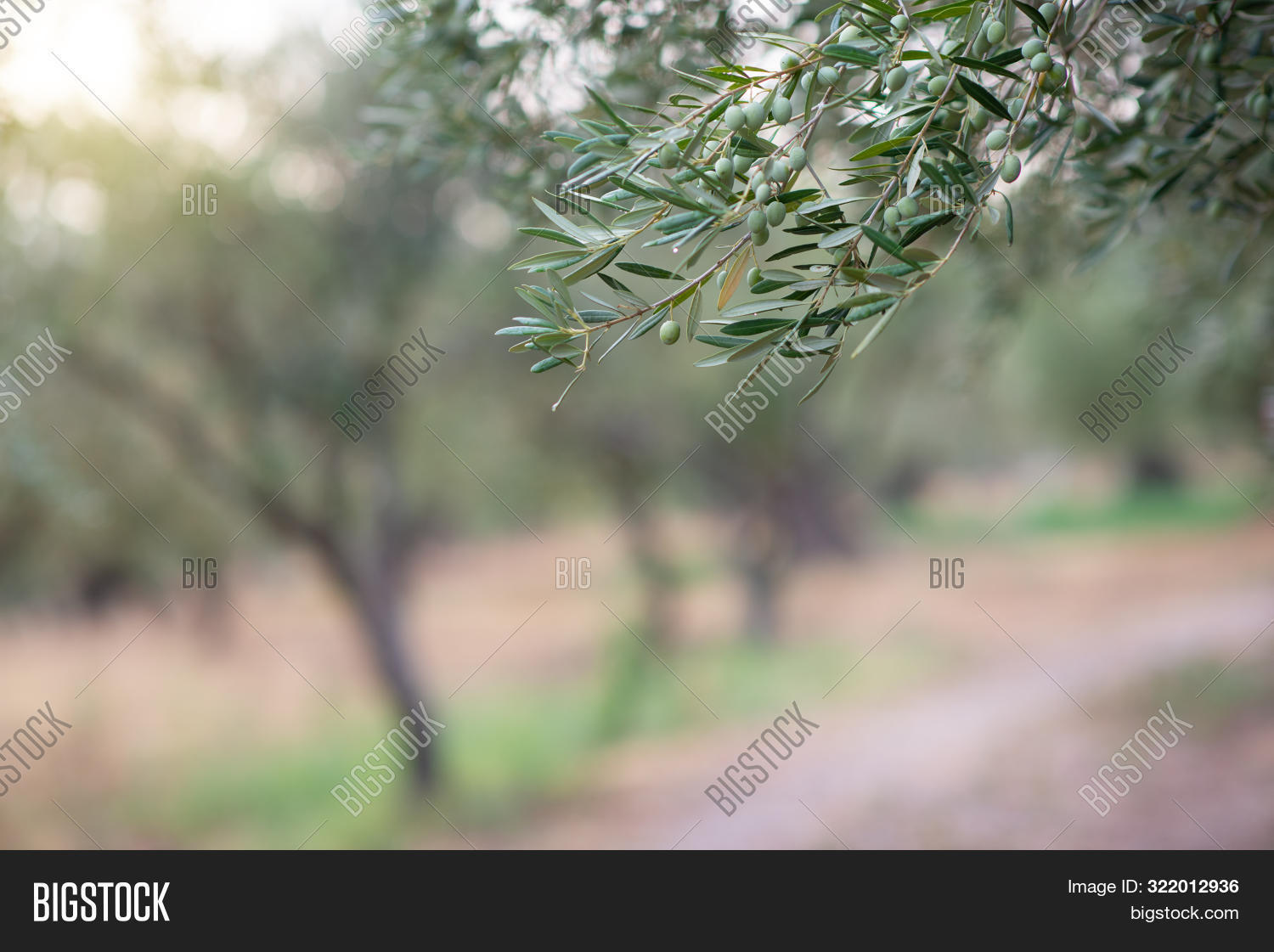 Olive Trees Garden. Image & Photo (Free Trial) | Bigstock