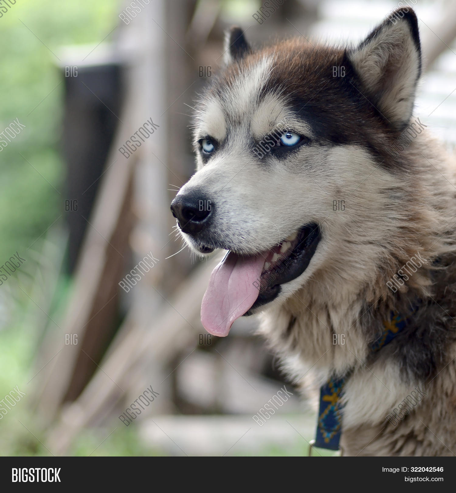 Arctic Malamute Blue Image & Photo (Free Trial) | Bigstock