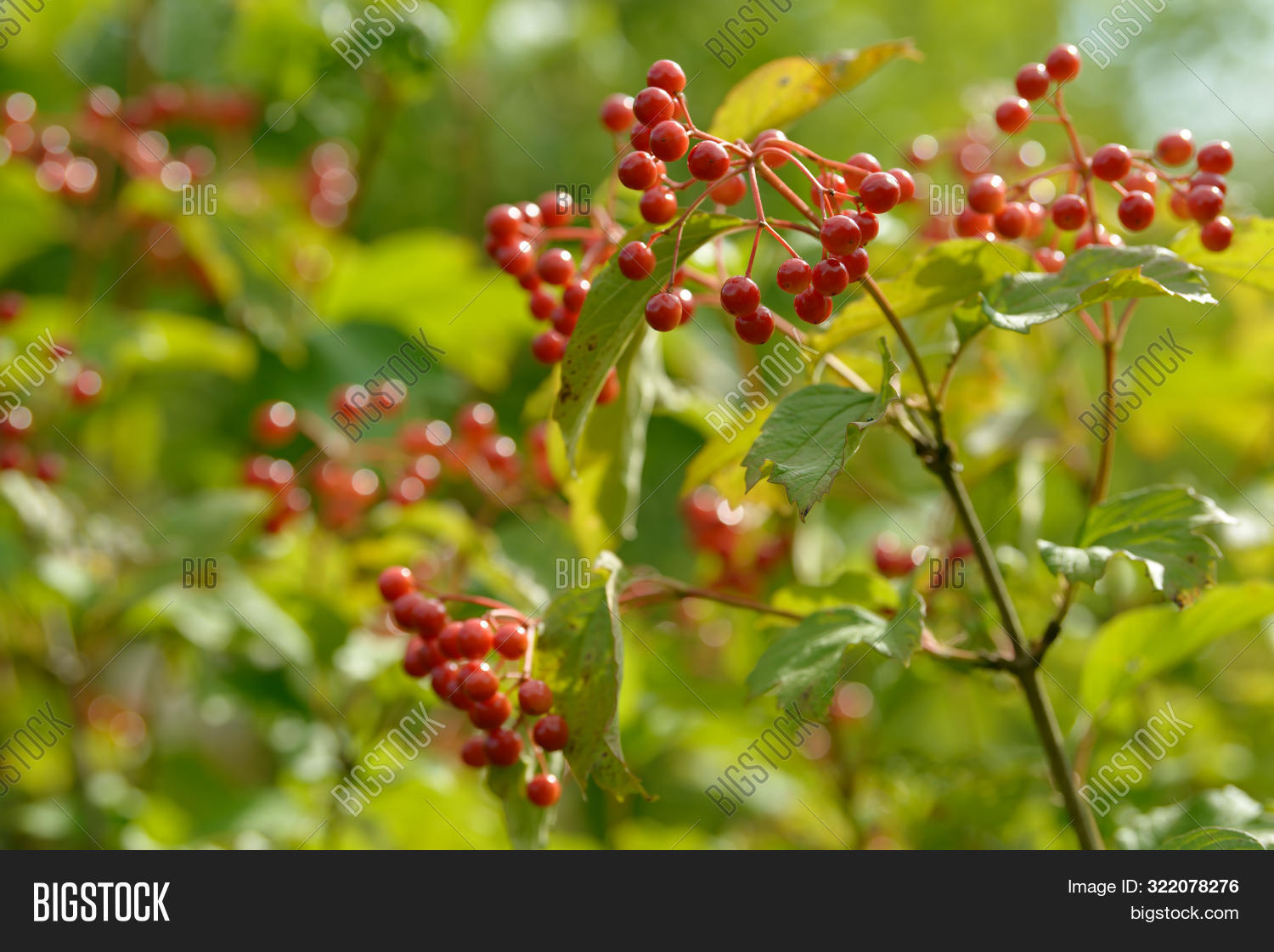 Red Ripe Berries Image & Photo (Free Trial) | Bigstock