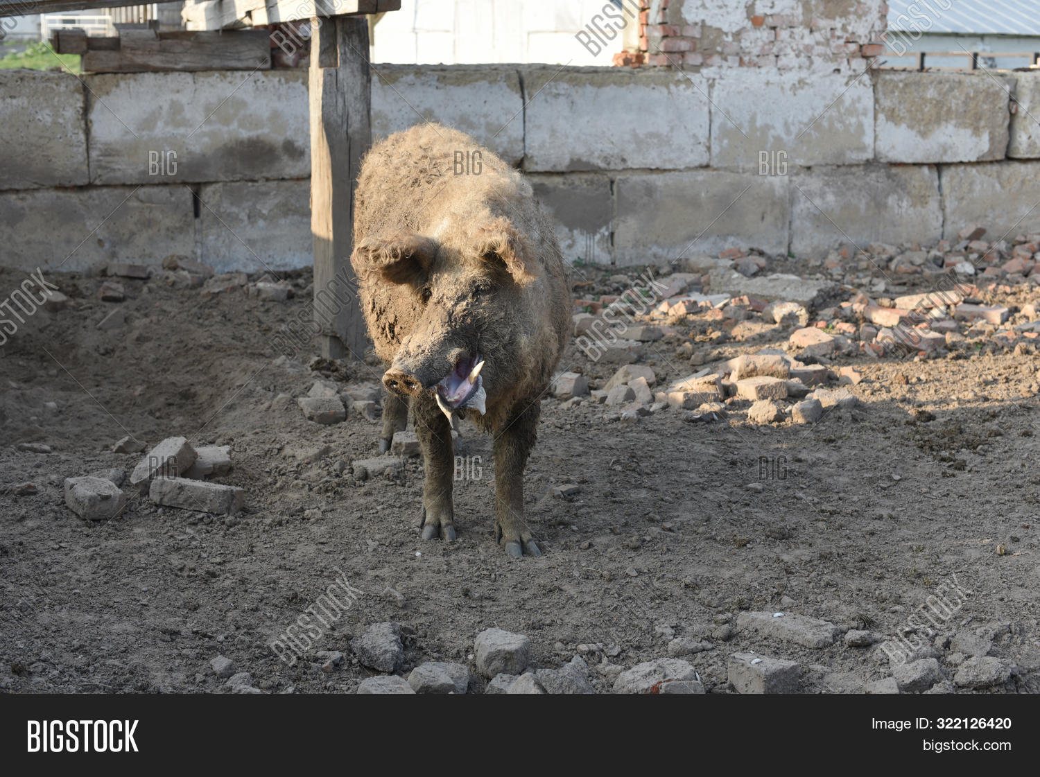 Happy Pig Rolling Mud. Image & Photo (Free Trial) | Bigstock