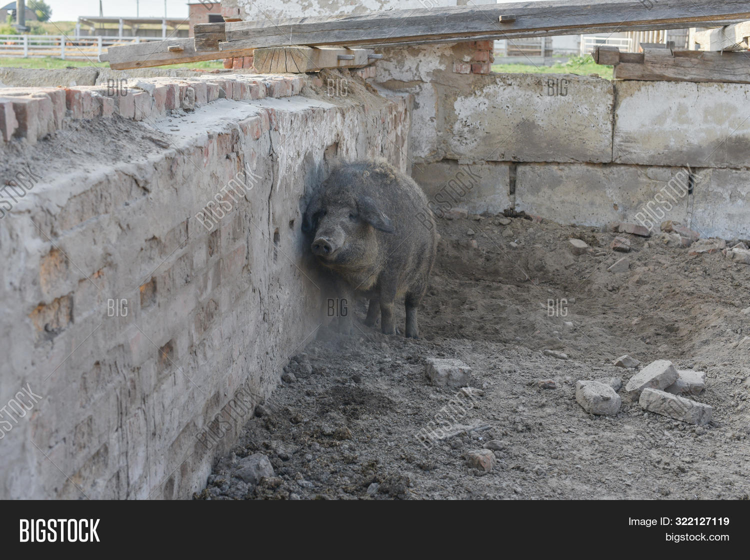Happy Pig Rolling Mud. Image & Photo (Free Trial) | Bigstock