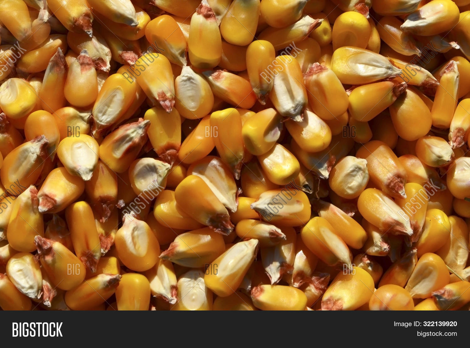 Dry Corn Seed Popcorn Image & Photo (Free Trial) | Bigstock