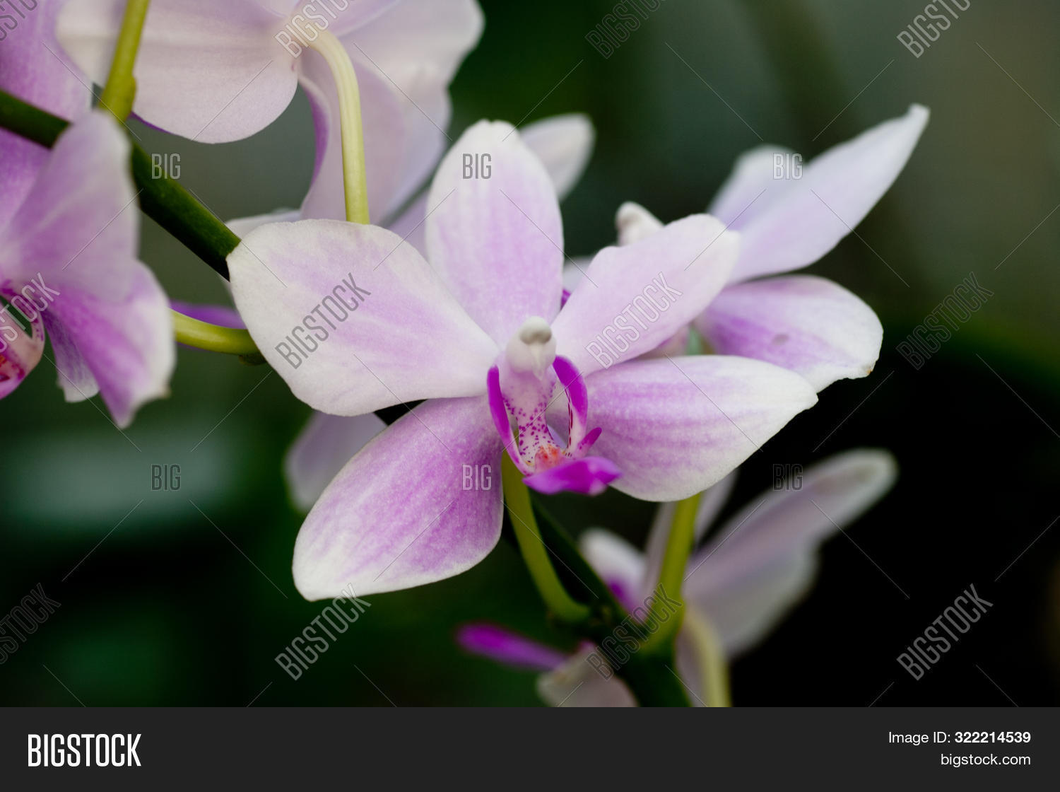 Purple Mottled Spotted Image & Photo (Free Trial) | Bigstock