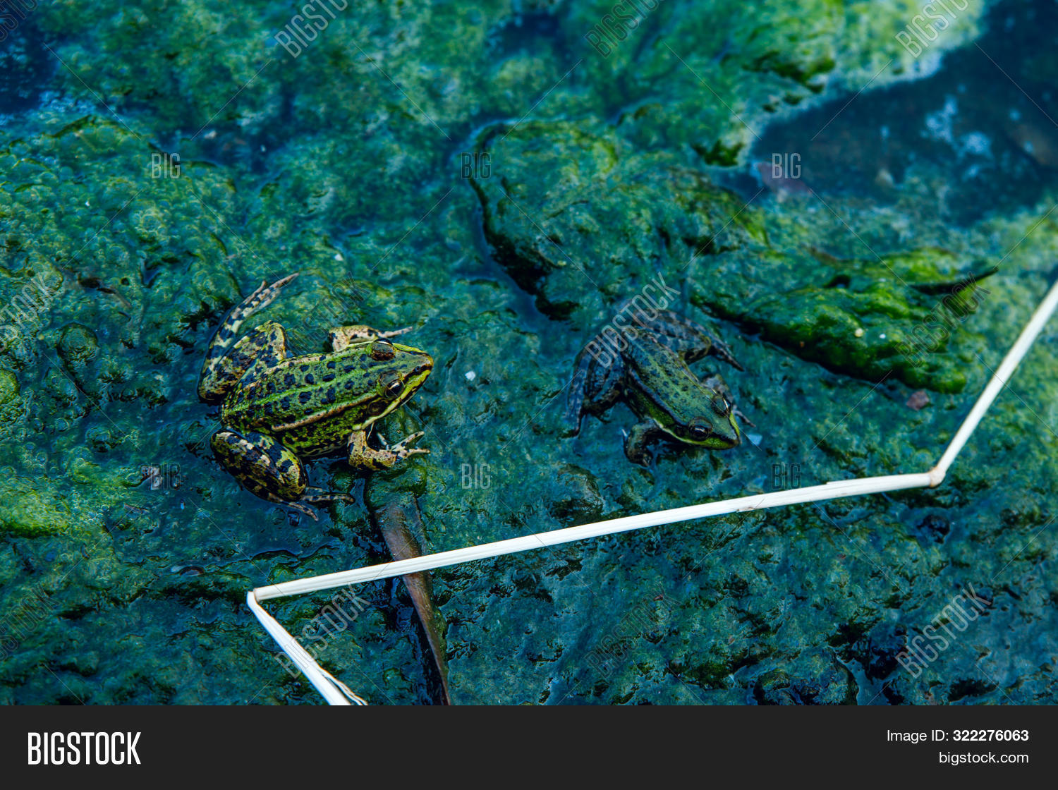 Frog Dirty Pond Water Image & Photo (Free Trial) | Bigstock