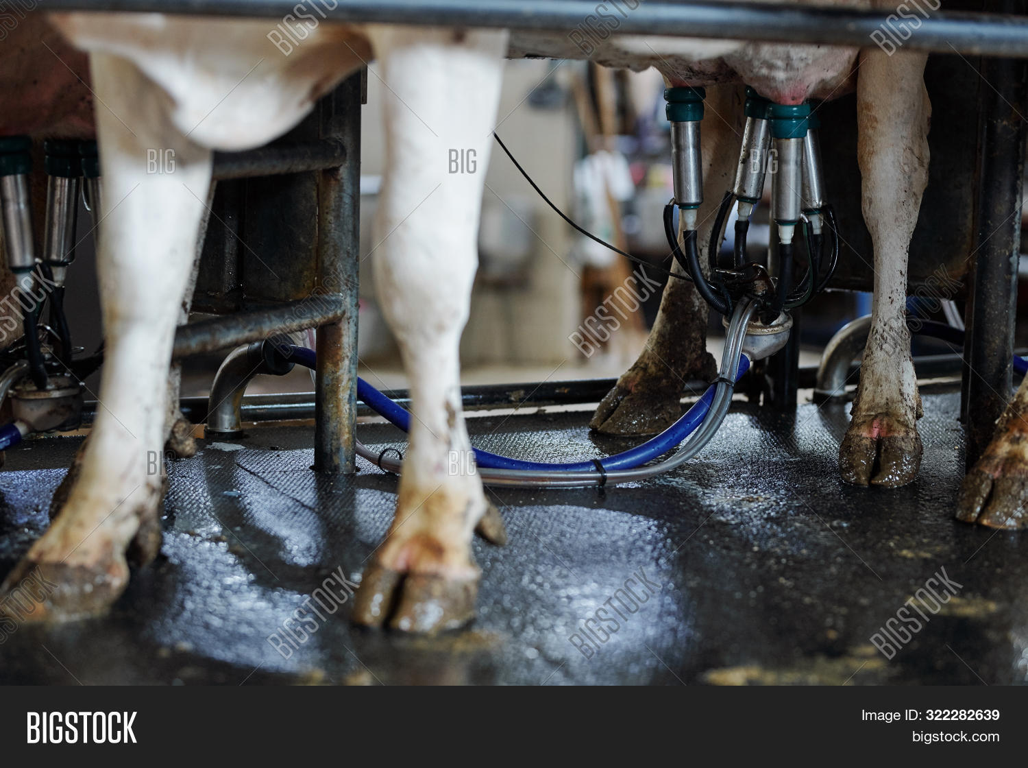 Legs Group Milk Cows Image & Photo (Free Trial) | Bigstock