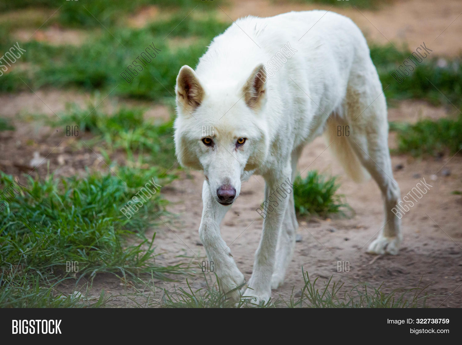 White Dog Wolf Breed Image & Photo (Free Trial) | Bigstock