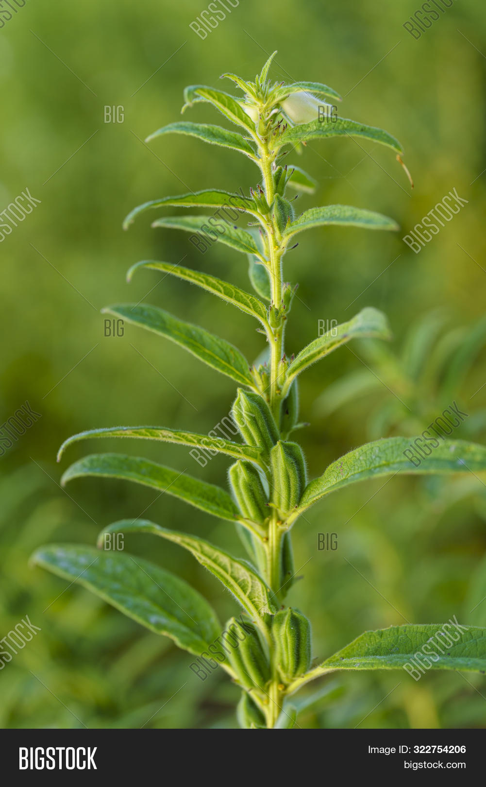 Sesame Seeds Tree