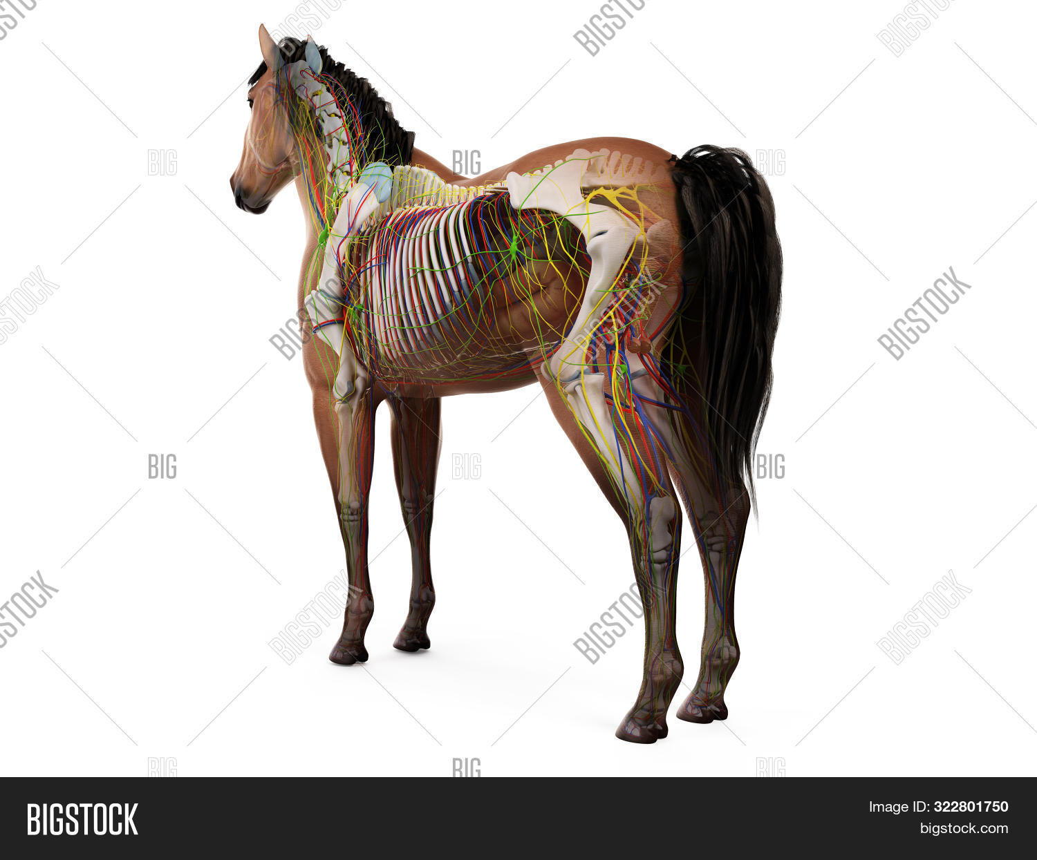 3d Rendered Anatomy Image & Photo (Free Trial) | Bigstock
