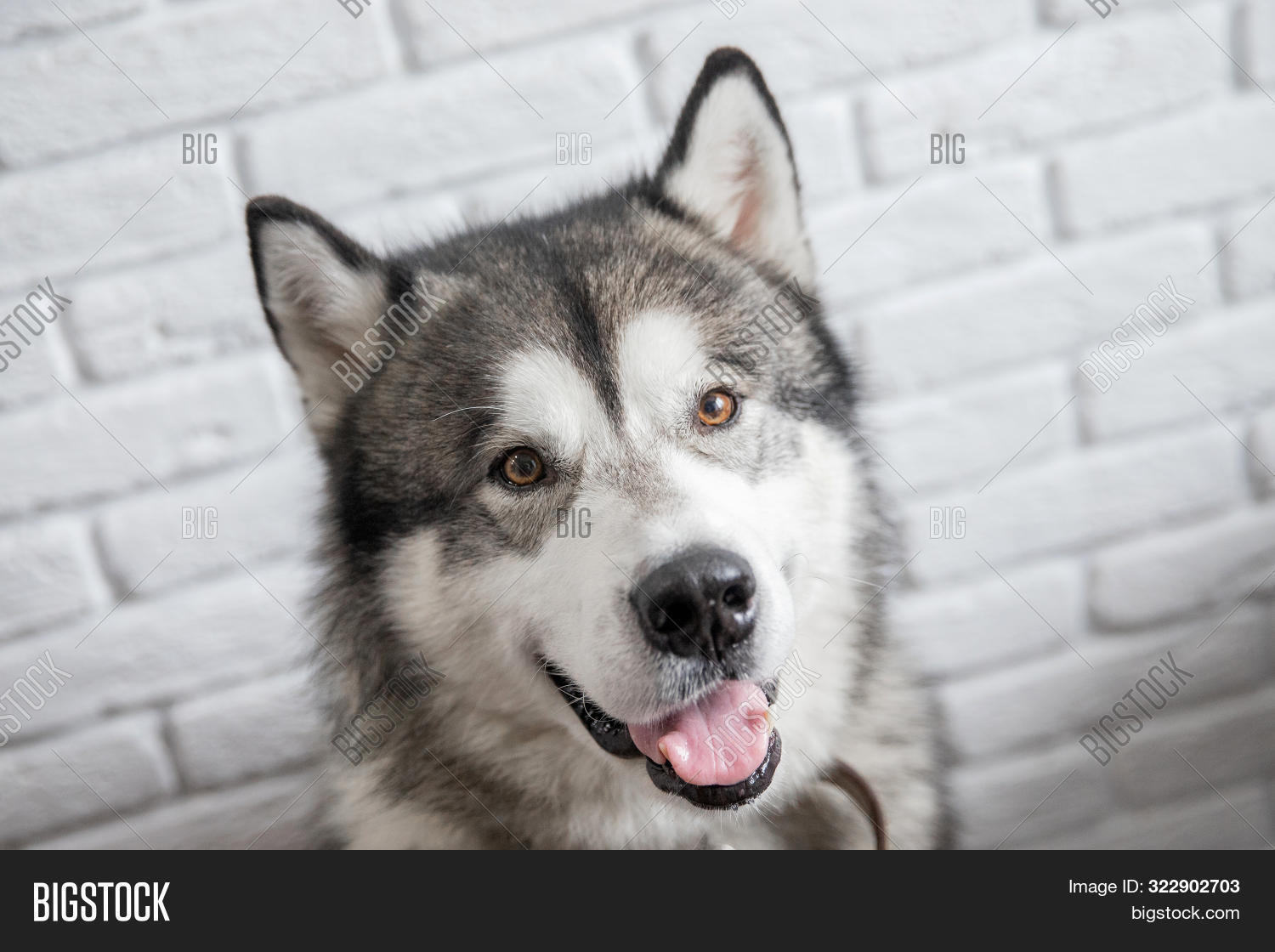 Happy Alaskan Malamute Image & Photo (Free Trial) | Bigstock