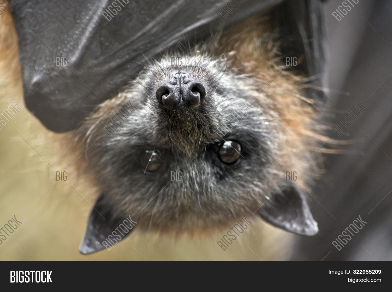 Fruit Bat Hanging Upside Down
