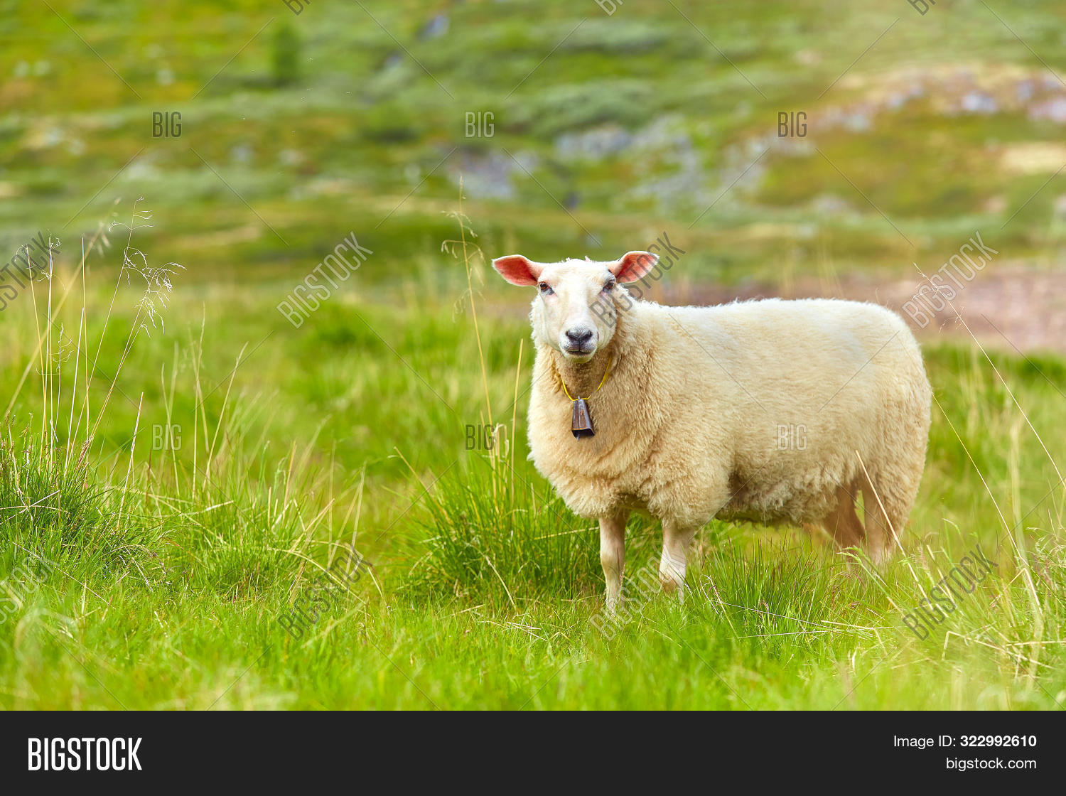 Sheep Standing On Image & Photo (Free Trial) | Bigstock