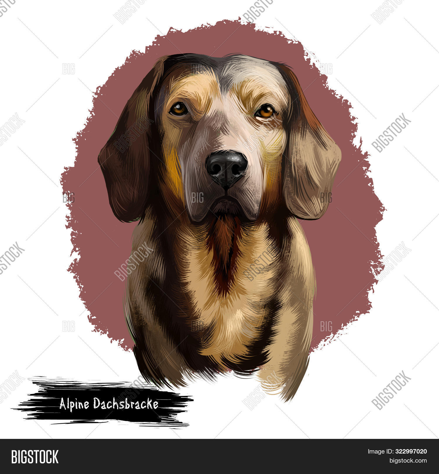 Is The Westphalian Dachsbracke A Good Breed Of Dog