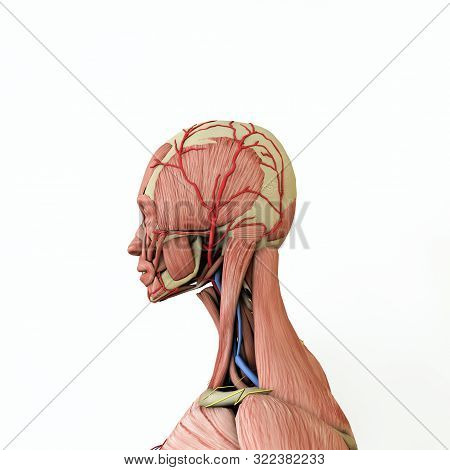 Women Anatomy Model Image & Photo (Free Trial) | Bigstock