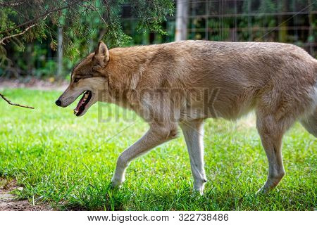 Alpha Wolf Images, Illustrations & Vectors (Free) - Bigstock