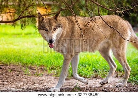 Alpha Wolf Images, Illustrations & Vectors (Free) - Bigstock