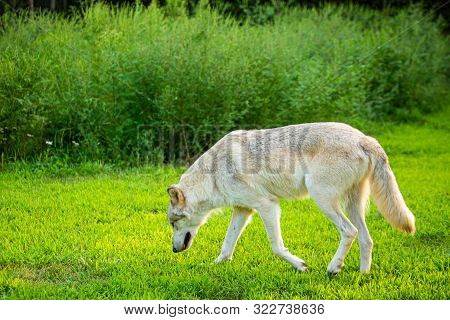 Alpha Wolf Images, Illustrations & Vectors (Free) - Bigstock