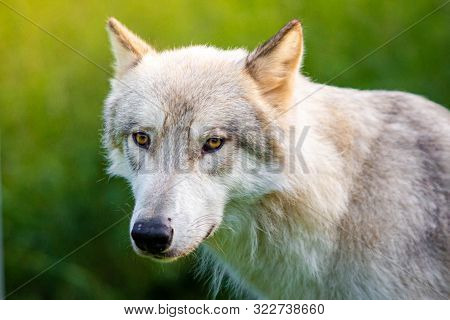 Alpha Wolf Images, Illustrations & Vectors (Free) - Bigstock