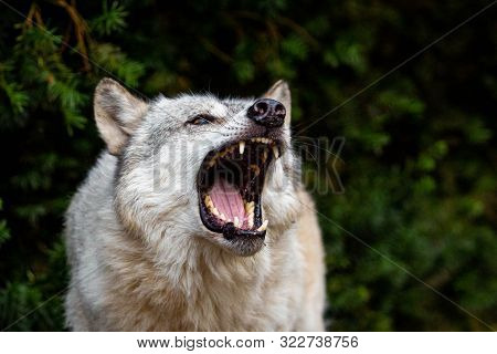 Alpha Wolf Images, Illustrations & Vectors (Free) - Bigstock