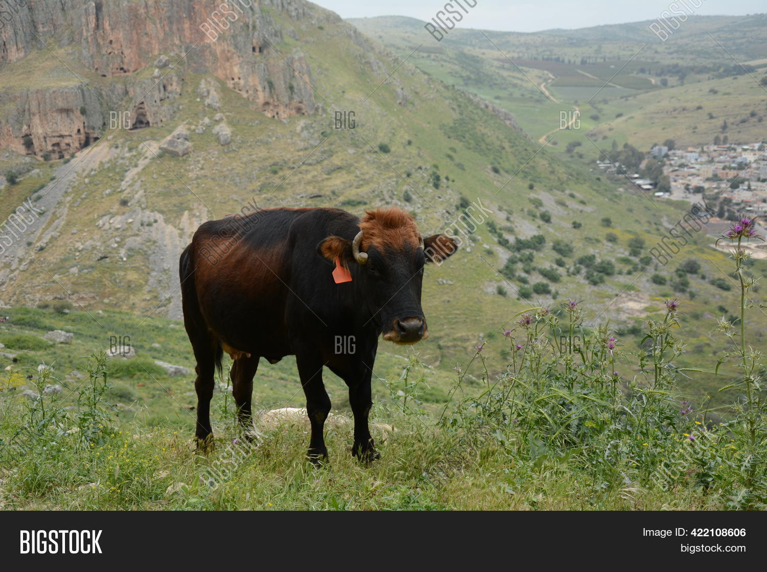 Bull Grazing On Green Image & Photo (Free Trial) | Bigstock