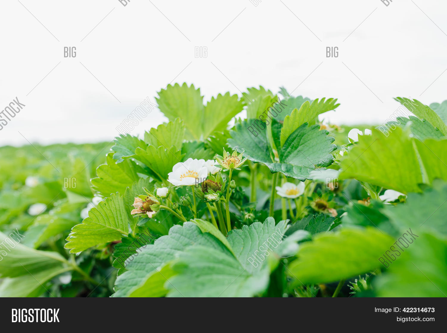 Flowering Strawberries Image & Photo (Free Trial) | Bigstock