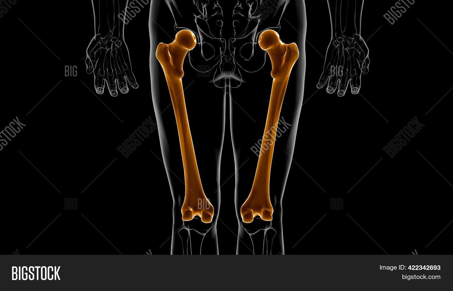 Human Skeleton Anatomy Image & Photo (Free Trial) | Bigstock