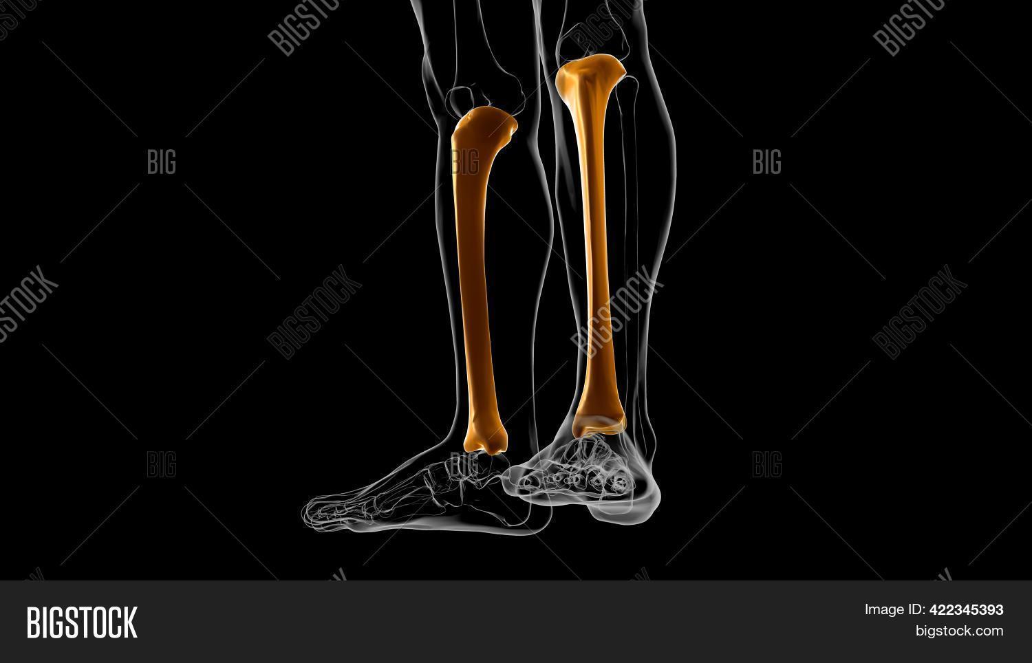 Human Skeleton Anatomy Image & Photo (Free Trial) | Bigstock