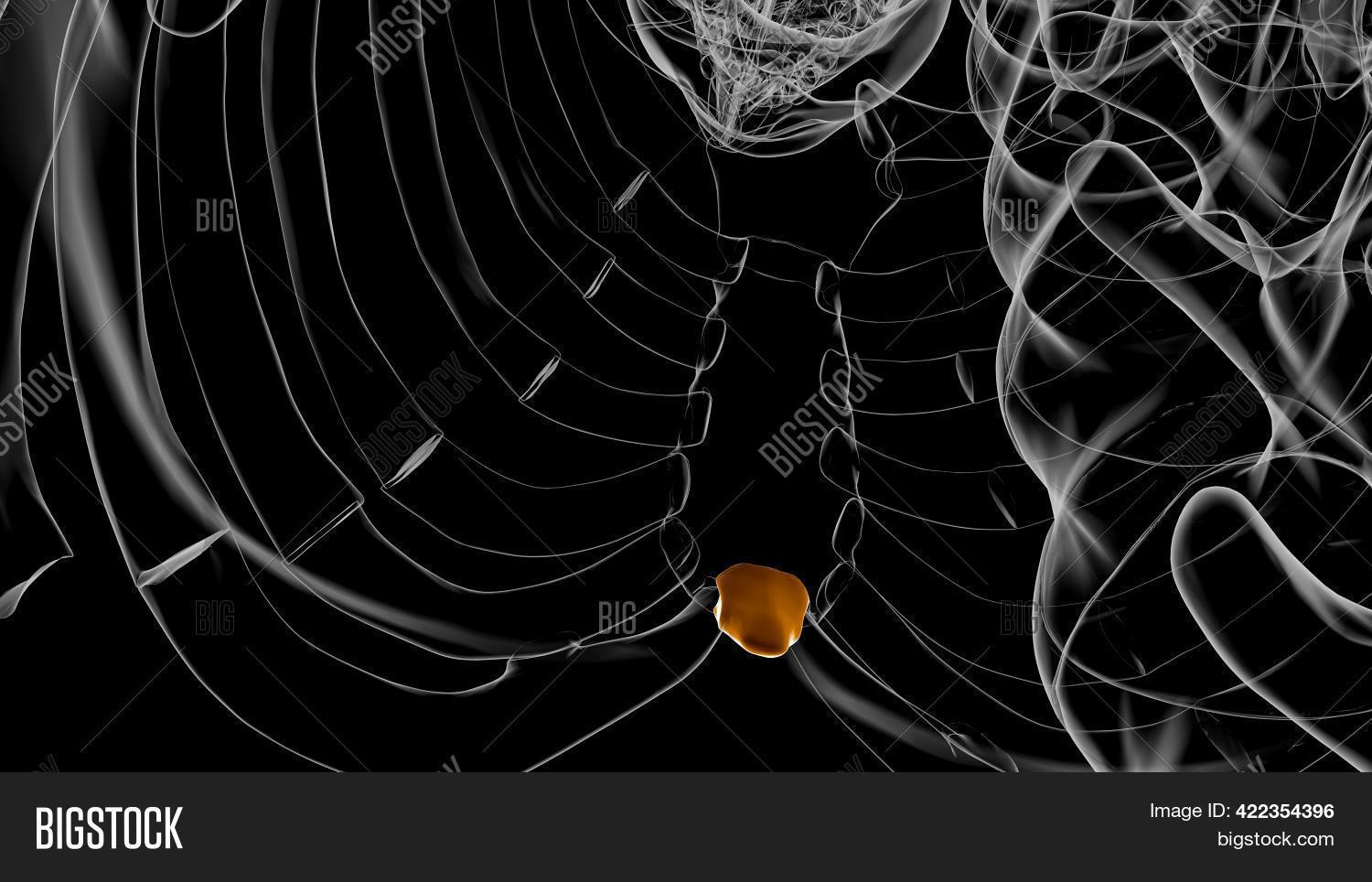 Human Skeleton Xiphoid Image & Photo (Free Trial) | Bigstock