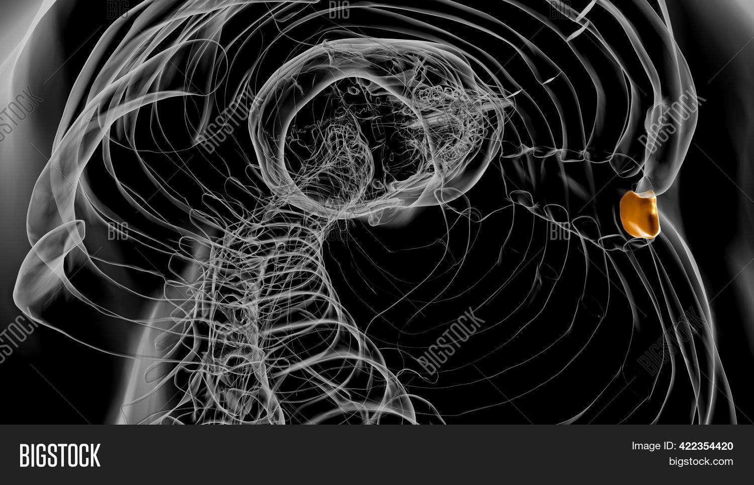 Human Skeleton Xiphoid Image & Photo (Free Trial) | Bigstock