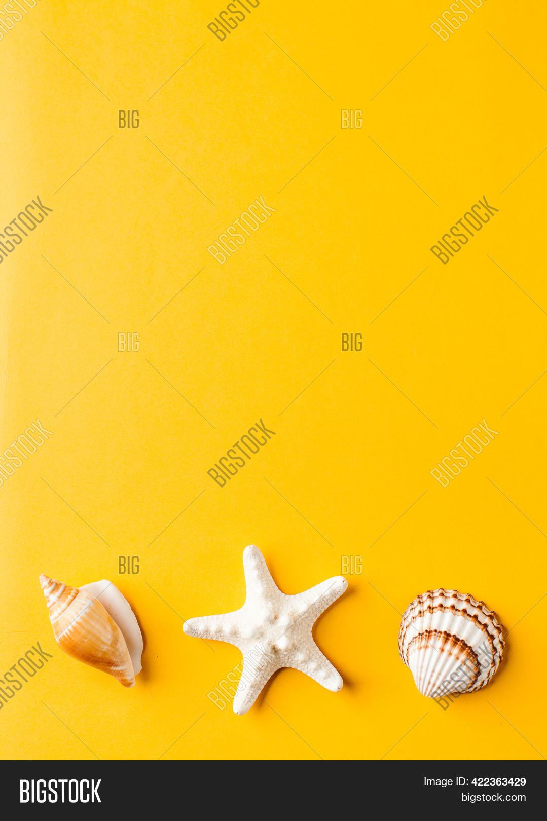 Yellow Seashell