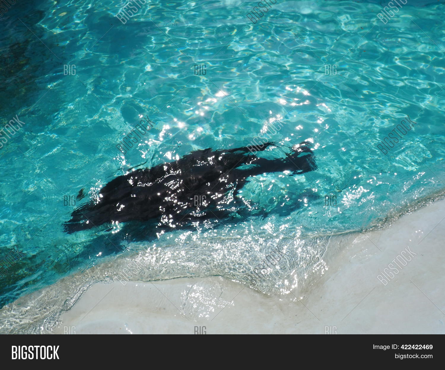 Real Seals Phocidae Image & Photo (Free Trial) | Bigstock