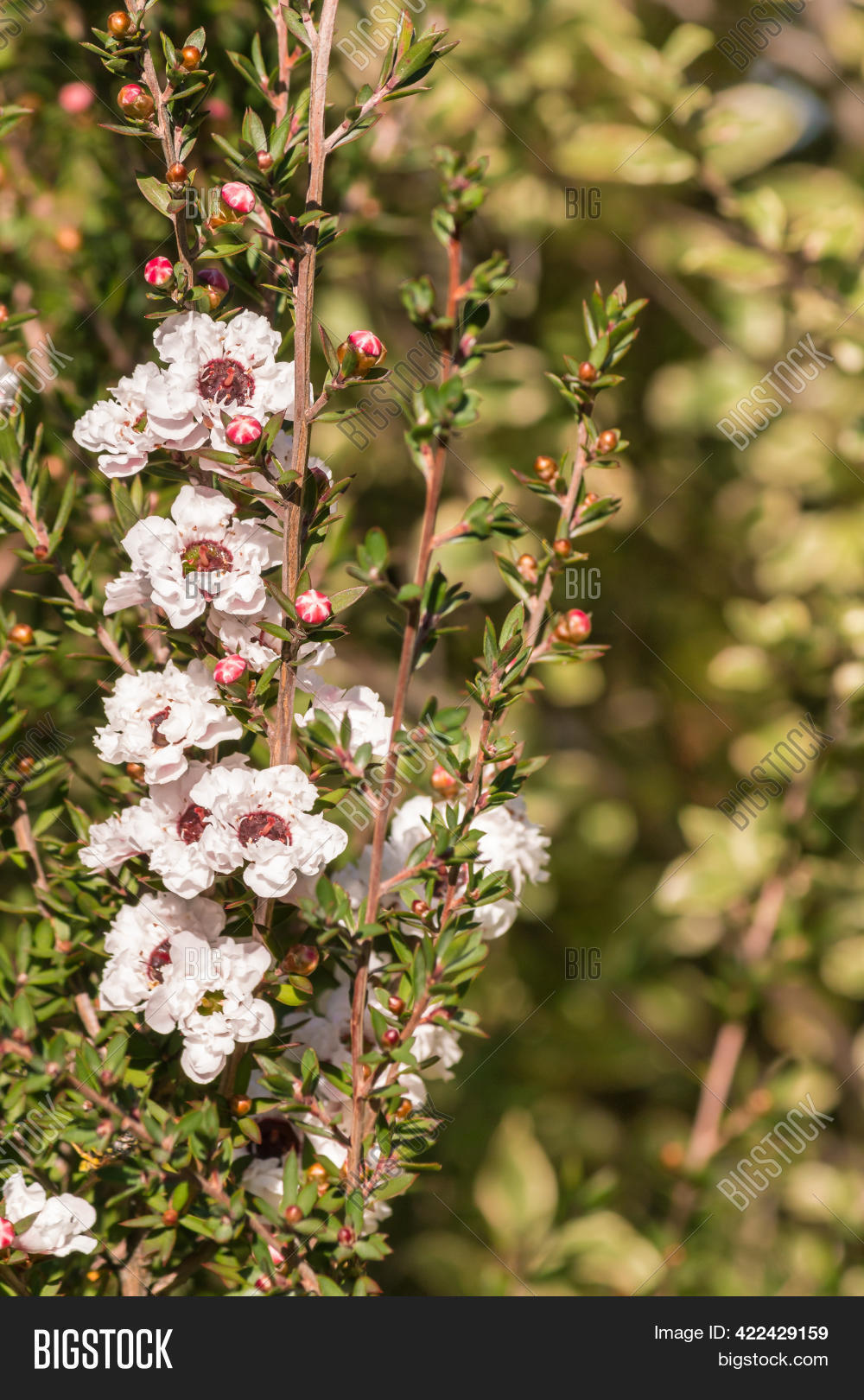 White New Zealand Tea Image & Photo (Free Trial) | Bigstock