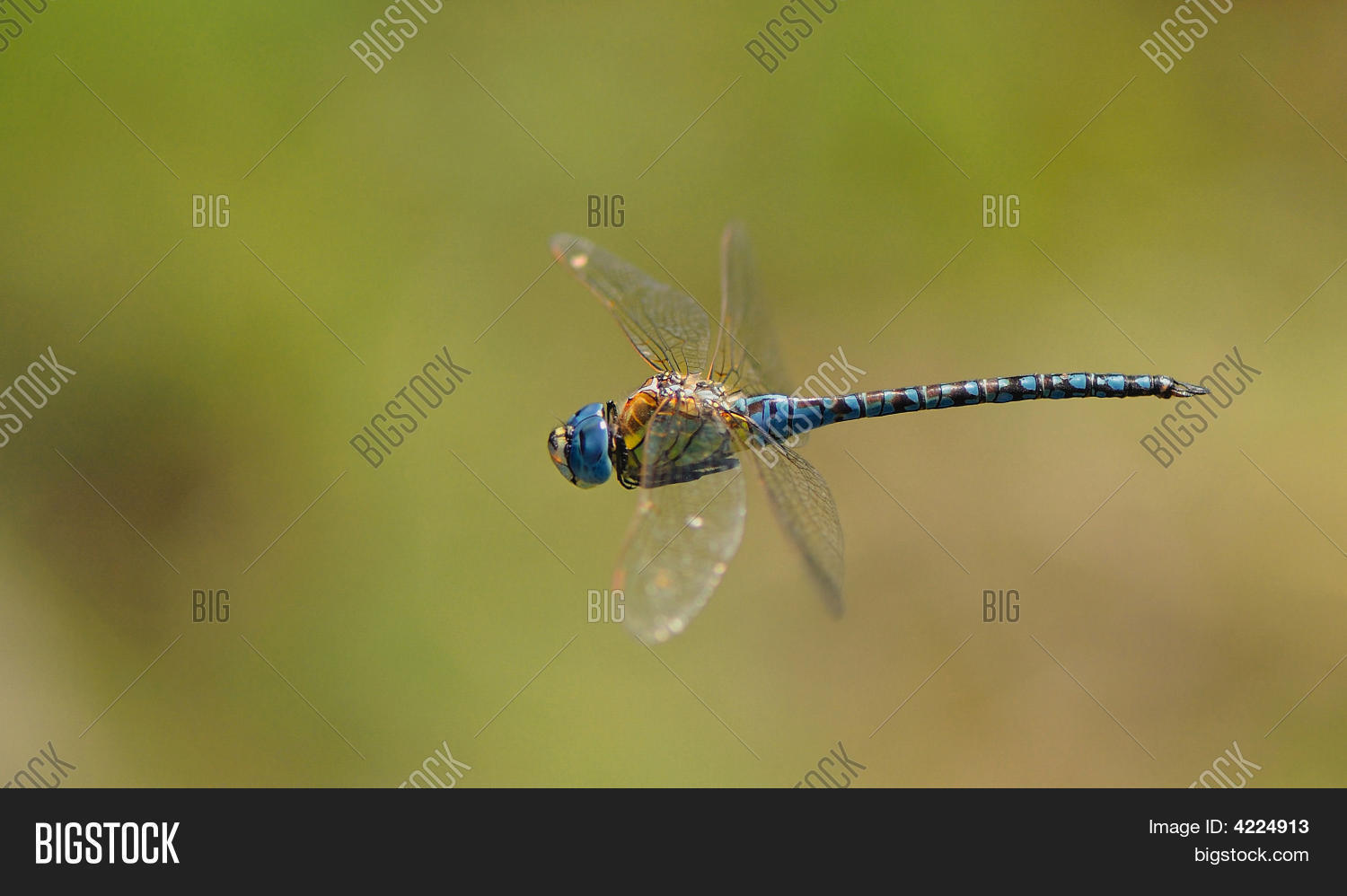 Flying Dragonfly Image & Photo (Free Trial) | Bigstock