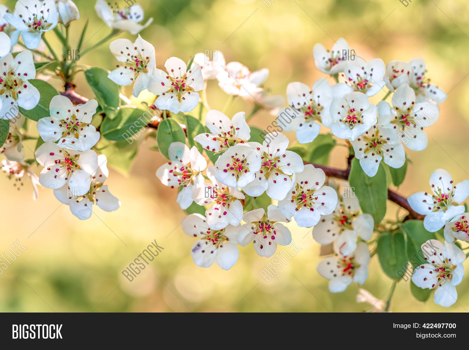 Flowers Pear Tree Image & Photo (Free Trial) | Bigstock